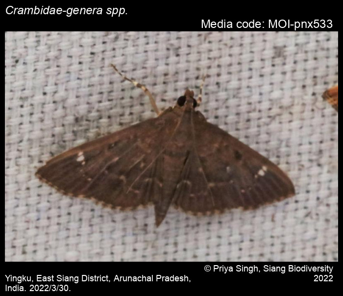 Crambidae-genera spp. Latreille, 1810 - | Moths